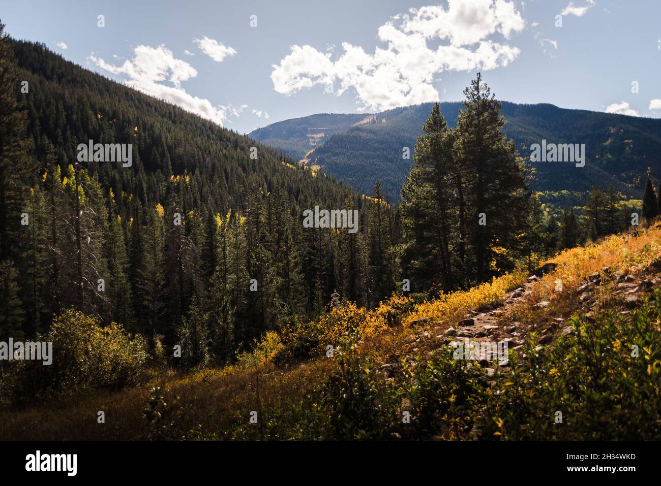 Fall foliage in West Vail, Colorado Stock Photo - Alamy