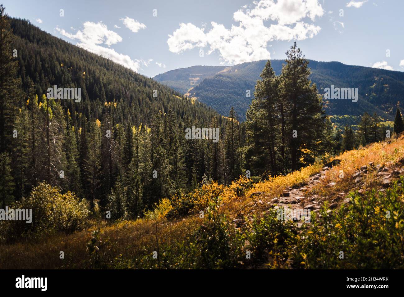 Fall foliage in West Vail, Colorado Stock Photo - Alamy
