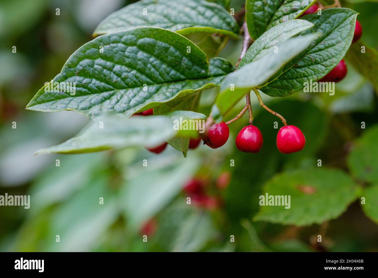 Closeup shot of red berries hanging from a tree in a garden Stock Photo ...