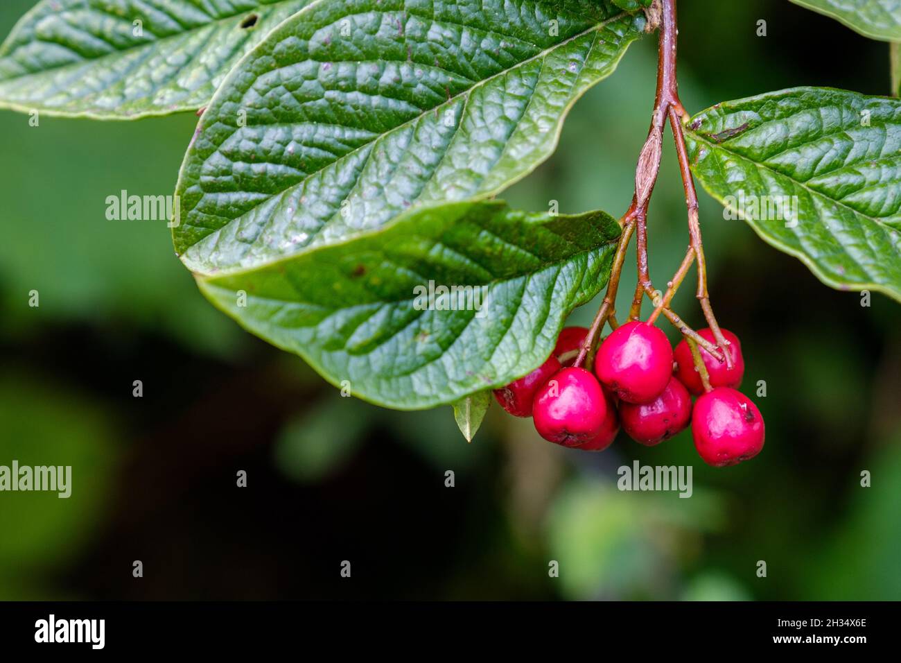 Closeup shot of red berries hanging from a tree in a garden Stock Photo ...