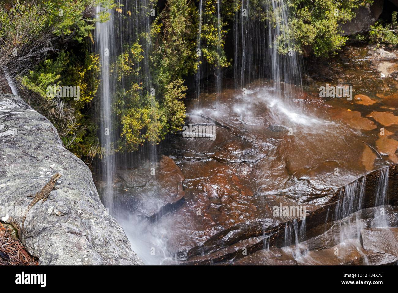 Eastern Water Dragon basking on a rock beside a waterfall Stock Photo ...