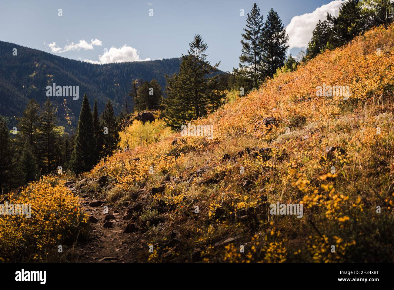 Fall foliage in West Vail, Colorado Stock Photo - Alamy