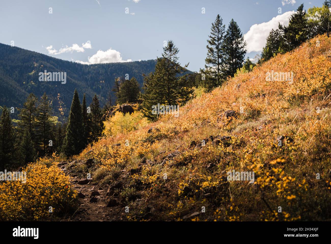 Fall foliage in West Vail, Colorado Stock Photo - Alamy