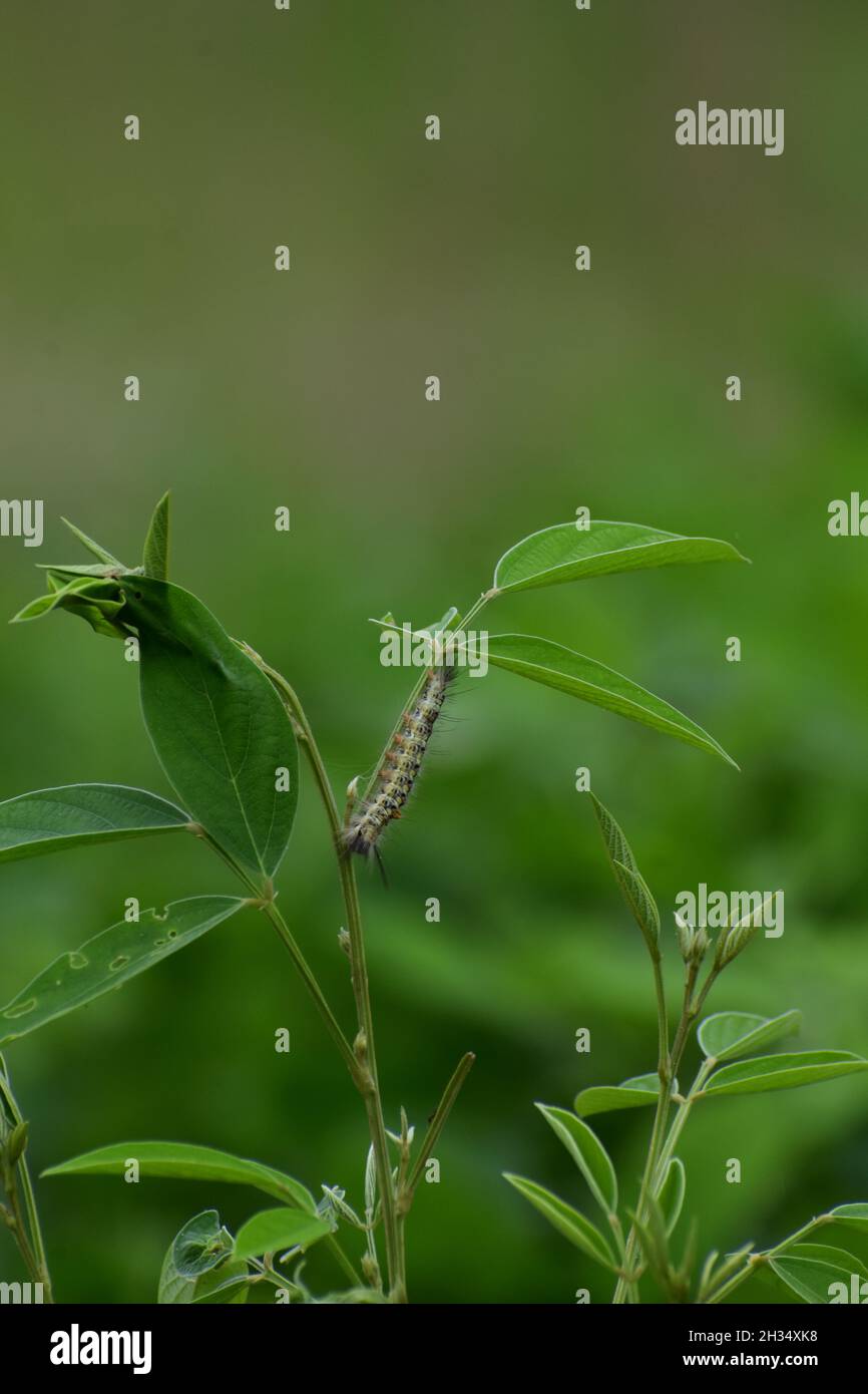 Shallow focus of a sprig growing in nature Stock Photo - Alamy