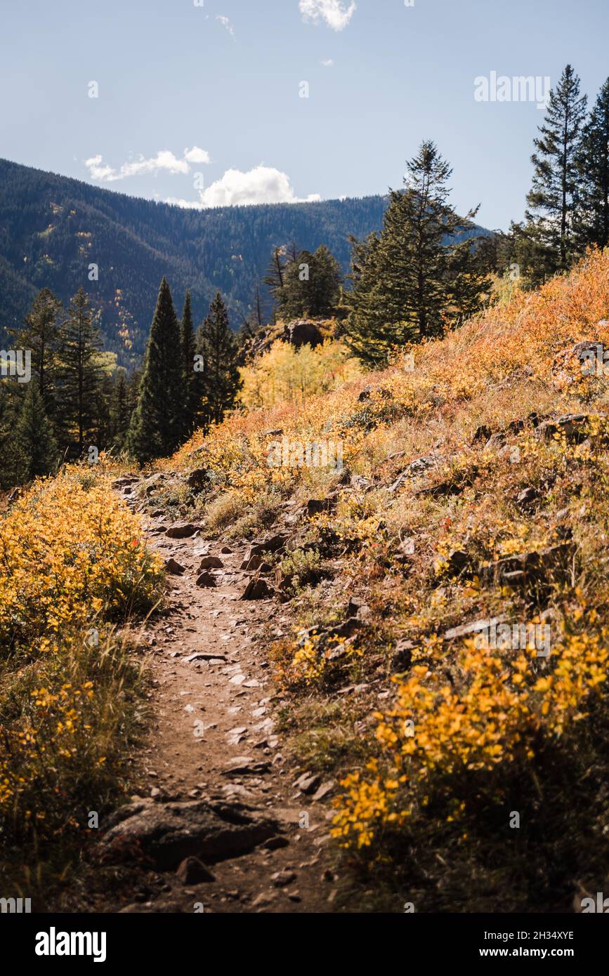Fall foliage in West Vail, Colorado Stock Photo - Alamy