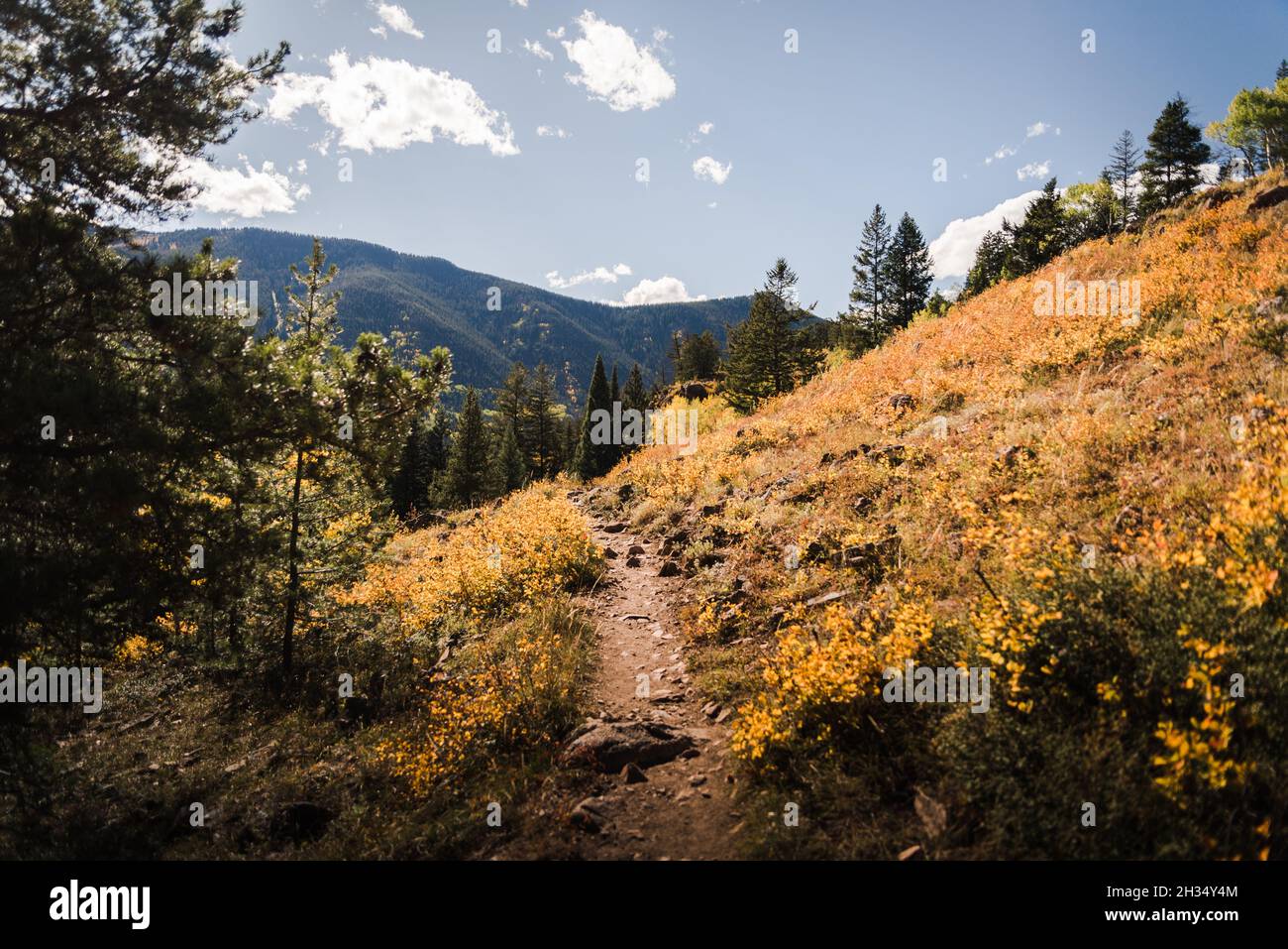 Fall foliage in West Vail, Colorado Stock Photo - Alamy