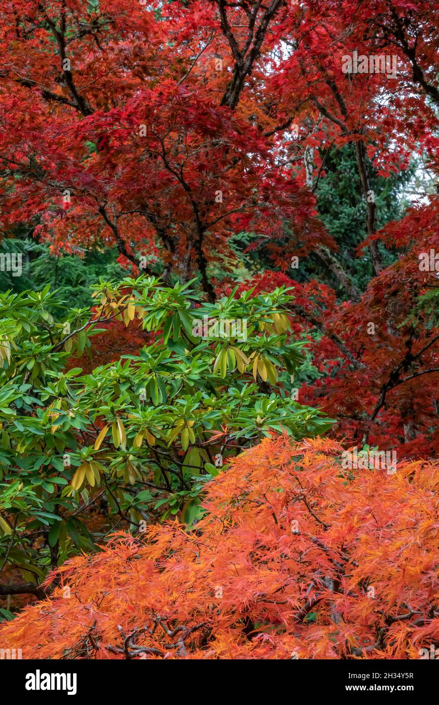 Japanese Maple, Acer palmatum, brilliant with autumn color with a ...