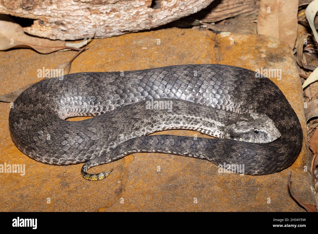 Death adder snake hi-res stock photography and images - Alamy