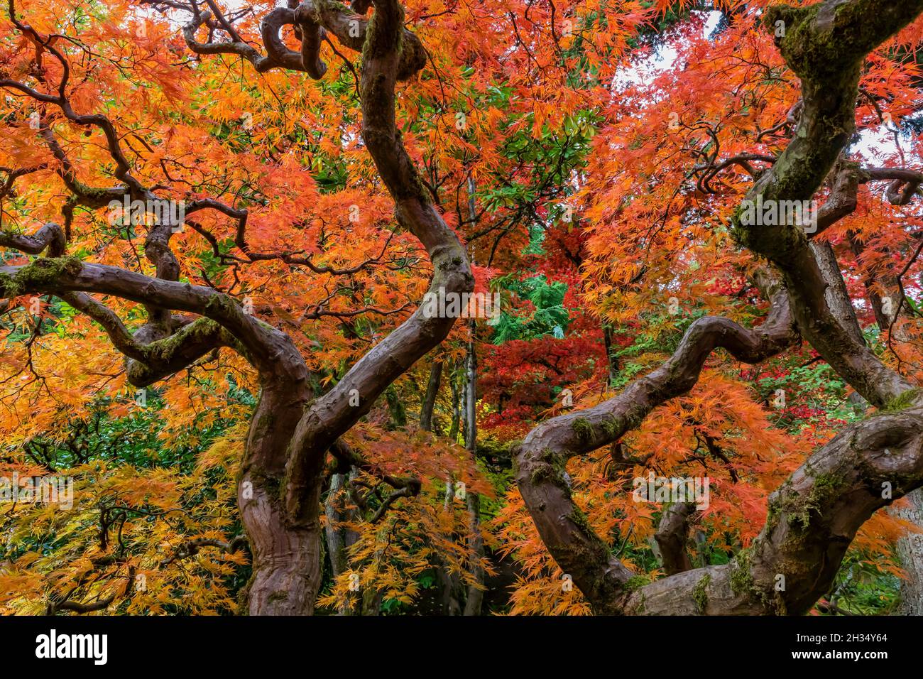 Japanese Maple, Acer palmatum, brilliant with autumn color in the ...