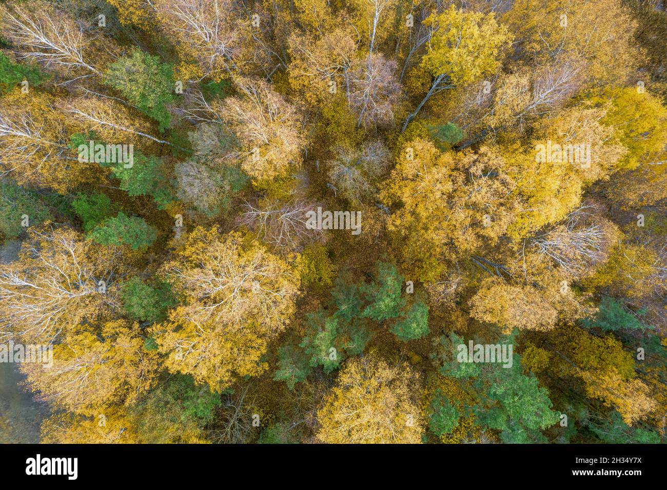 Directly above aerial drone full frame shot of green emerald pine ...