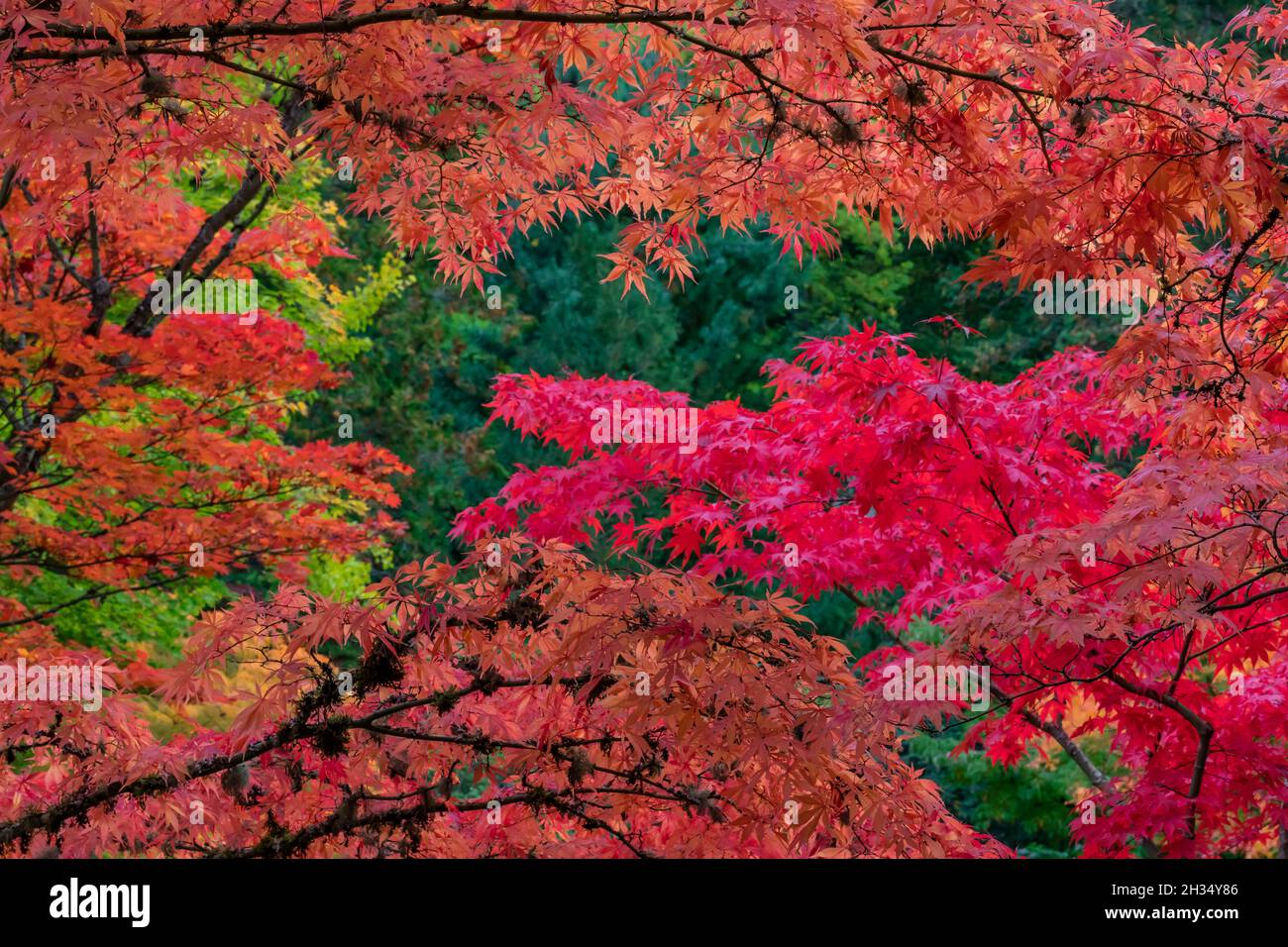 Japanese Maple, Acer palmatum, brilliant with autumn color in the ...