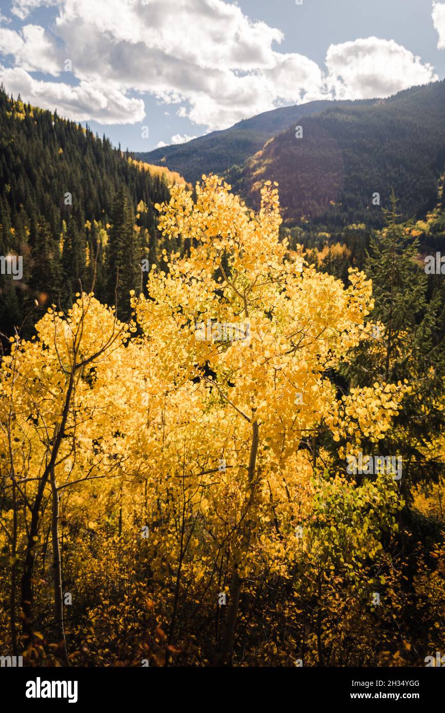 Fall foliage in West Vail, Colorado Stock Photo - Alamy