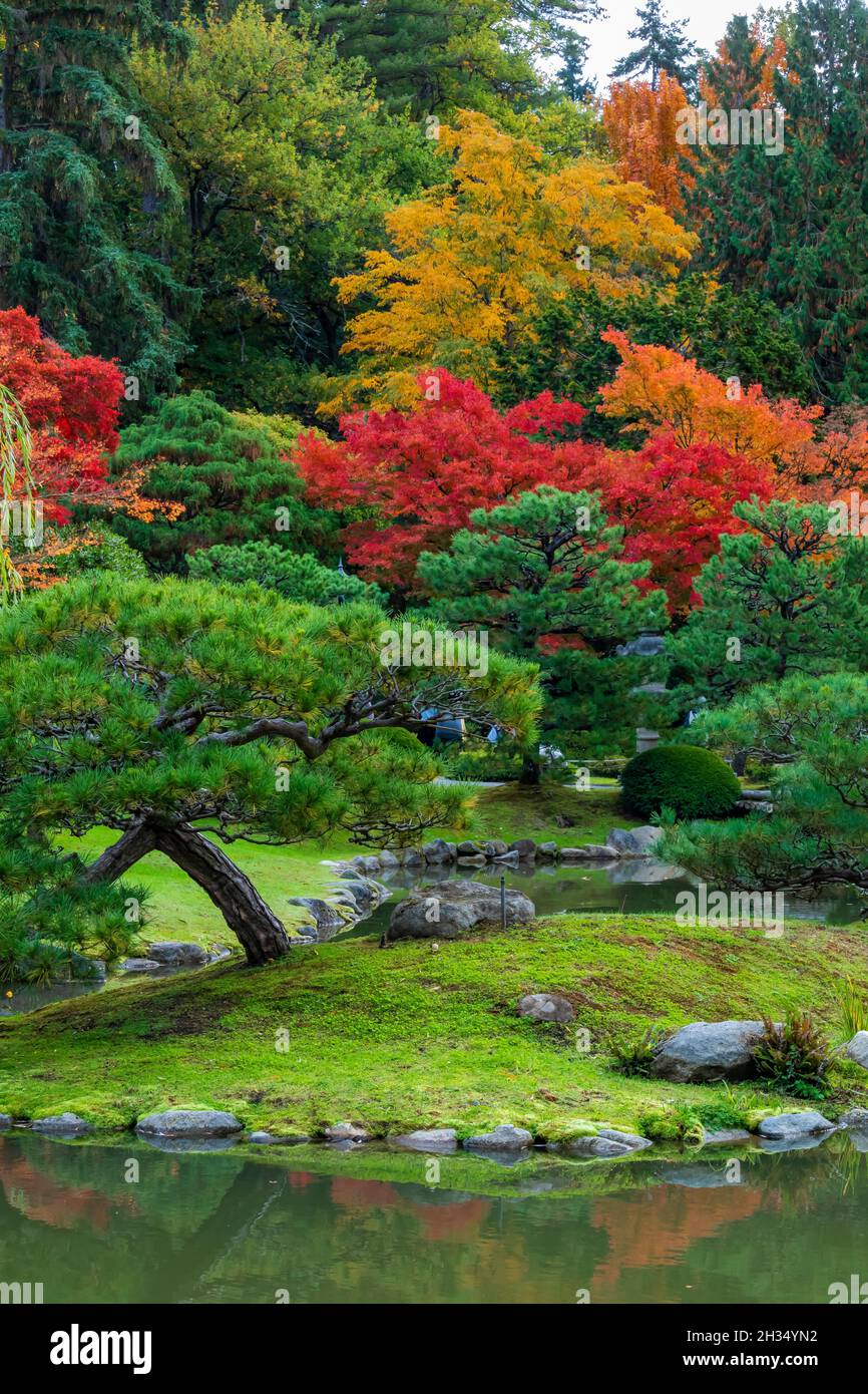 Lovely pond in Seattle Japanese Garden, Seattle, Washington State, USA ...