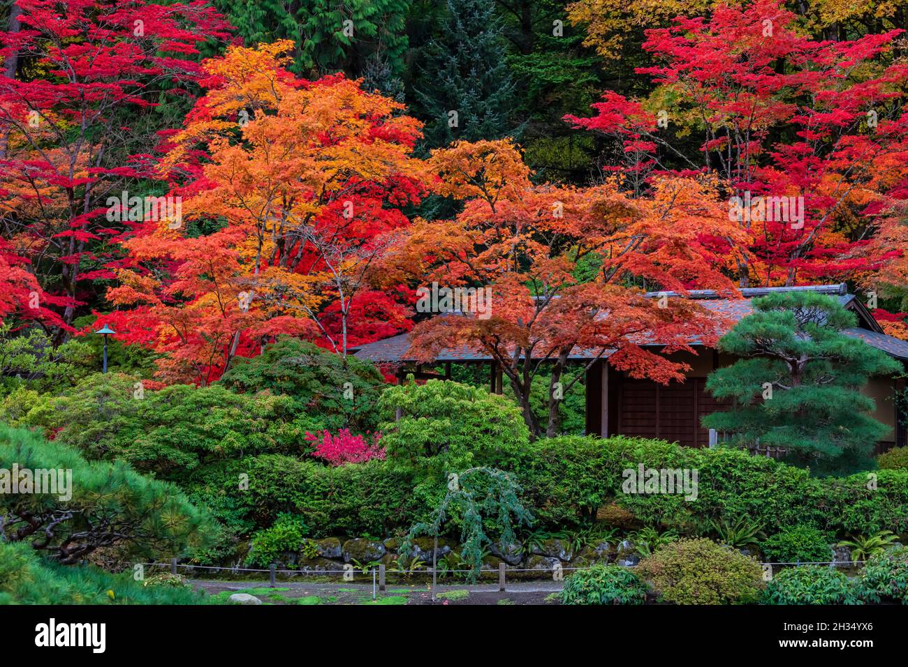 Japanese Maple, Acer palmatum, brilliant with autumn color in the ...