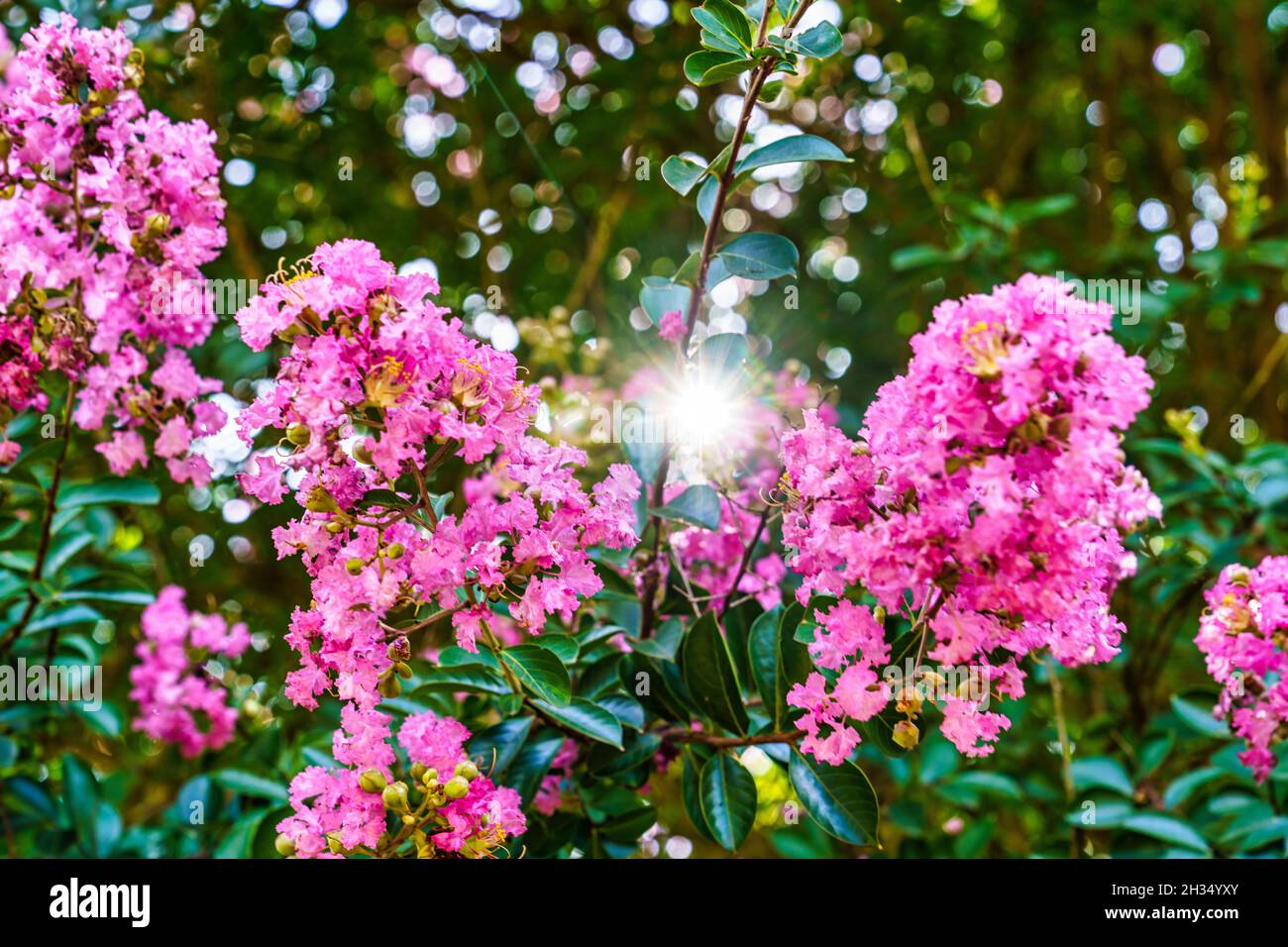 Purple sun star hi-res stock photography and images - Alamy