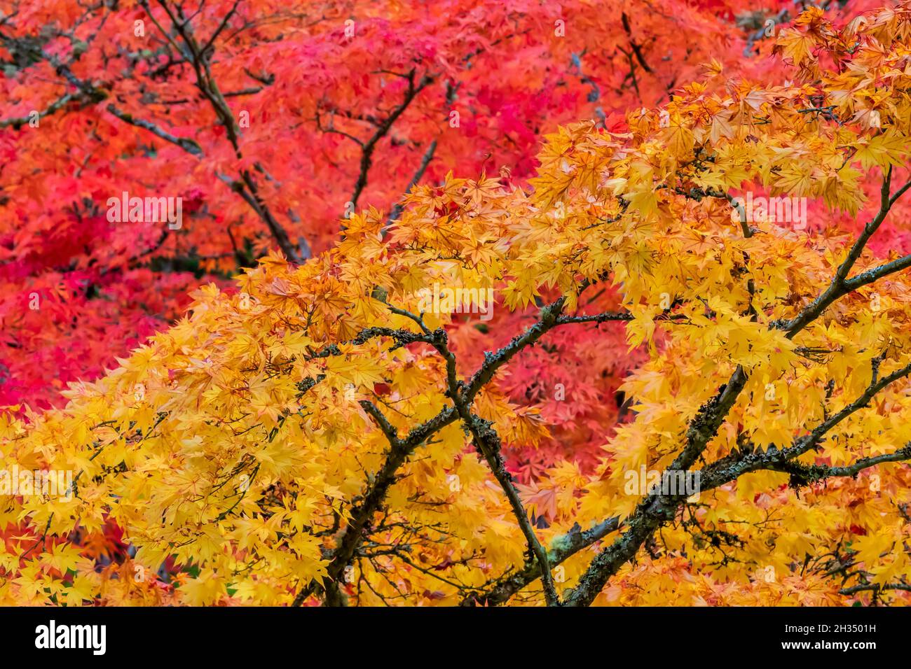 Japanese Maple, Acer palmatum, brilliant with autumn color in the ...