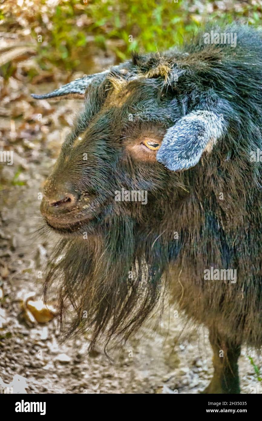 A black billy goat living on the grounds of an outdoor sawmill in ...