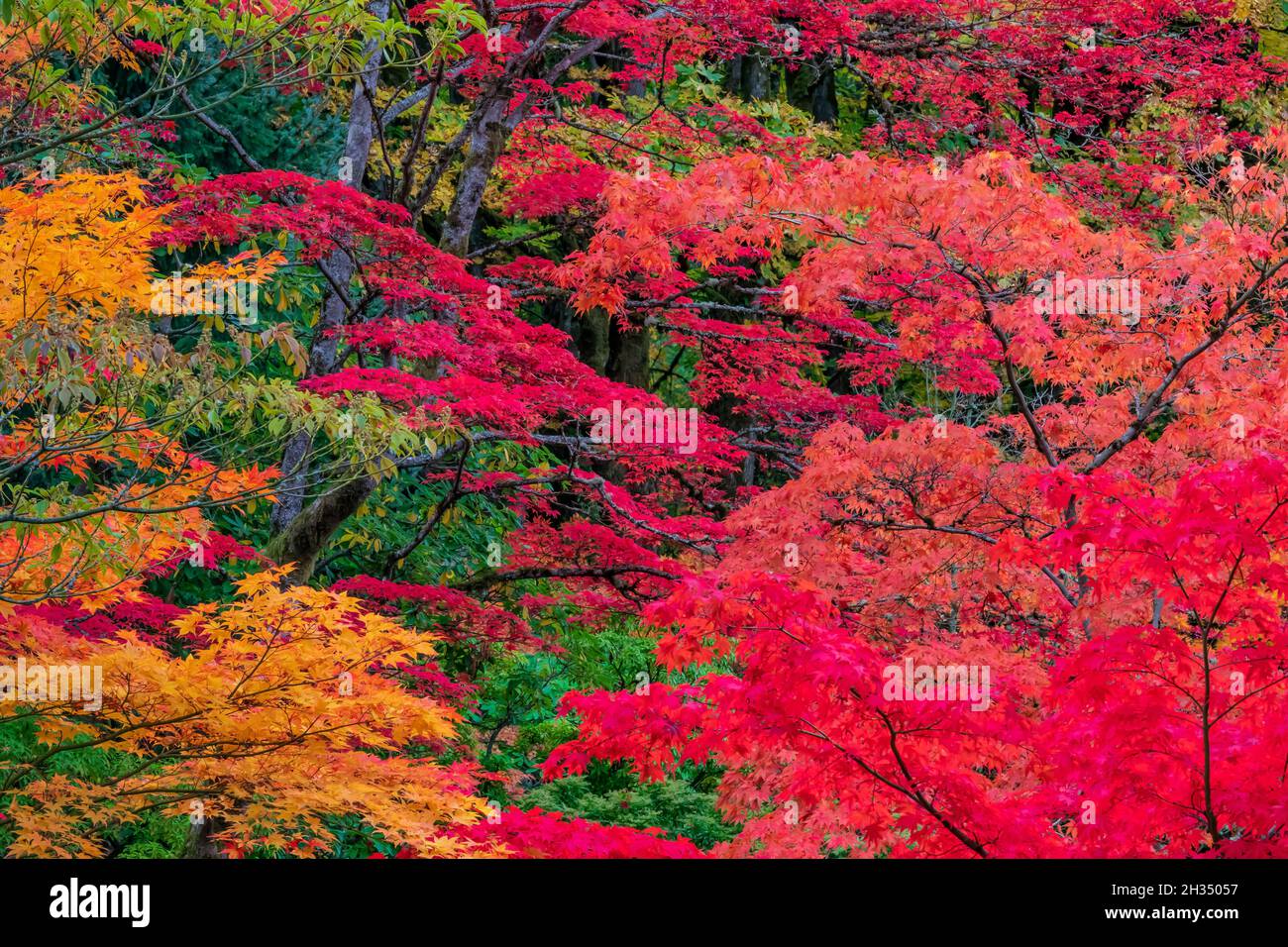 Japanese Maple, Acer palmatum, brilliant with autumn color in the ...