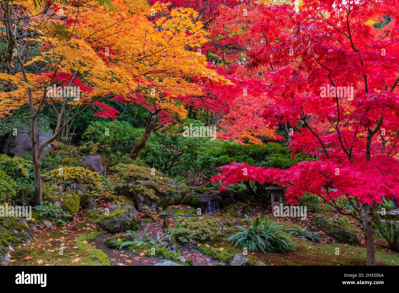 Japanese Maple, Acer palmatum, brilliant with autumn color in the ...