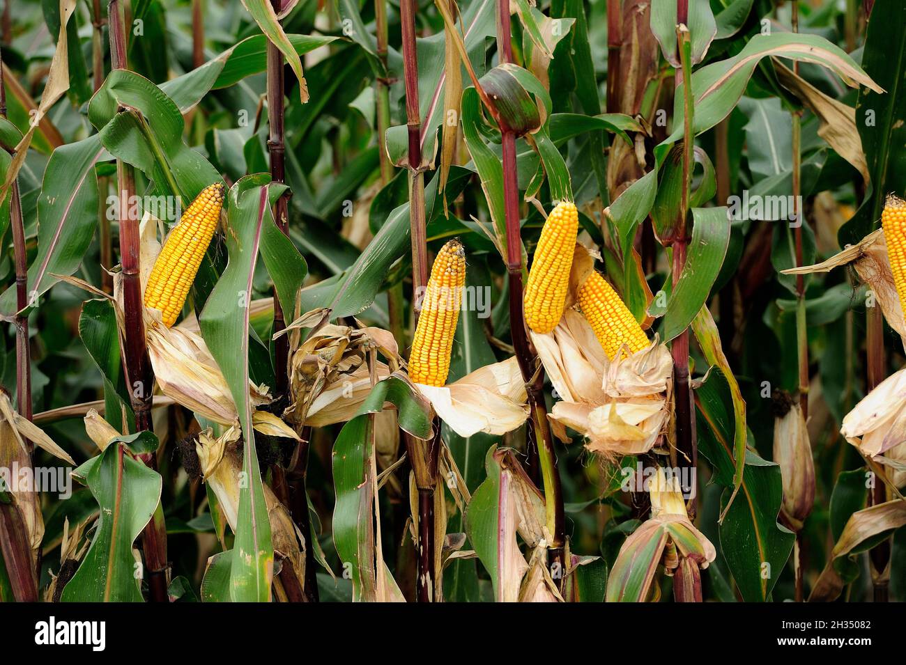 Crops field cultivation hi-res stock photography and images - Alamy