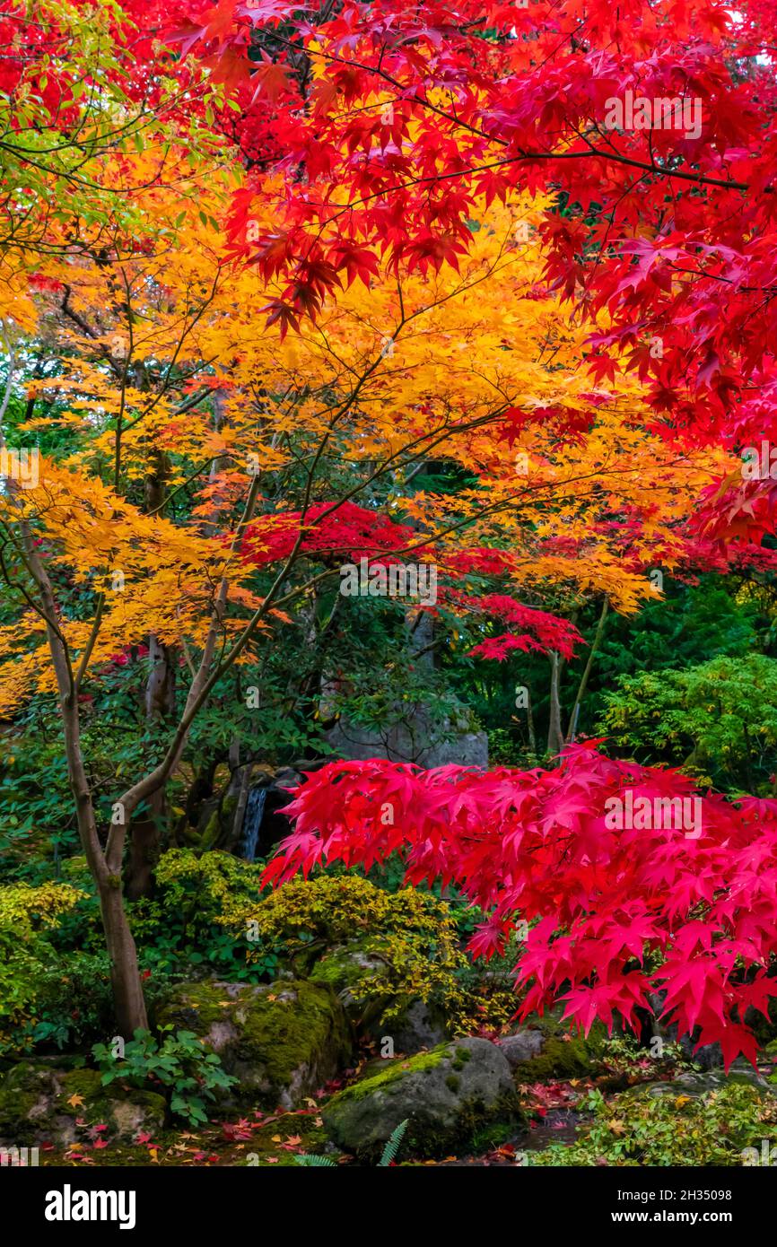Japanese Maple, Acer palmatum, brilliant with autumn color in the ...