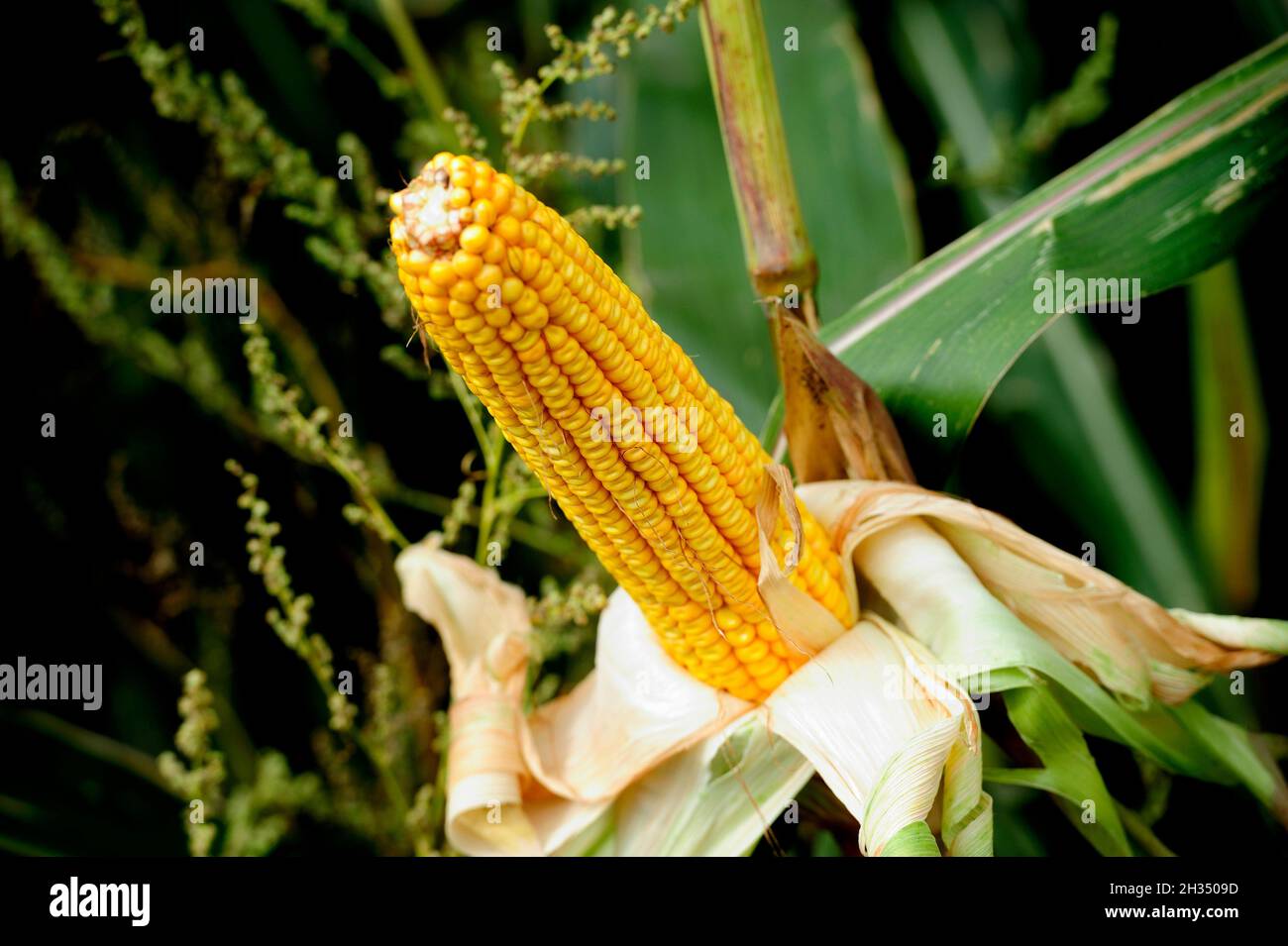 Corn crops field hi-res stock photography and images - Alamy