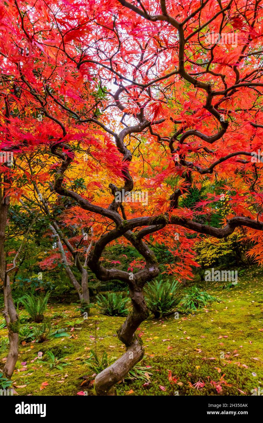 Japanese Maple, Acer palmatum, brilliant with autumn color in the ...