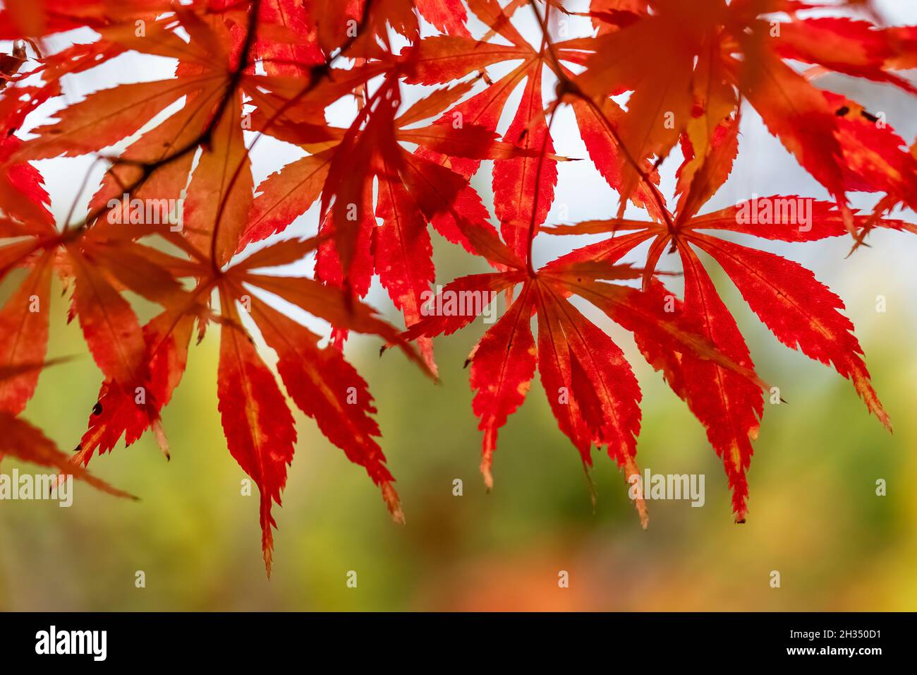 Japanese Maple, Acer palmatum, brilliant with autumn color in the ...