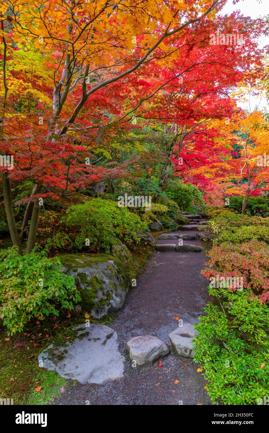 Stone stairs with autumn Japanese Maples in the Seattle Japanese Garden ...
