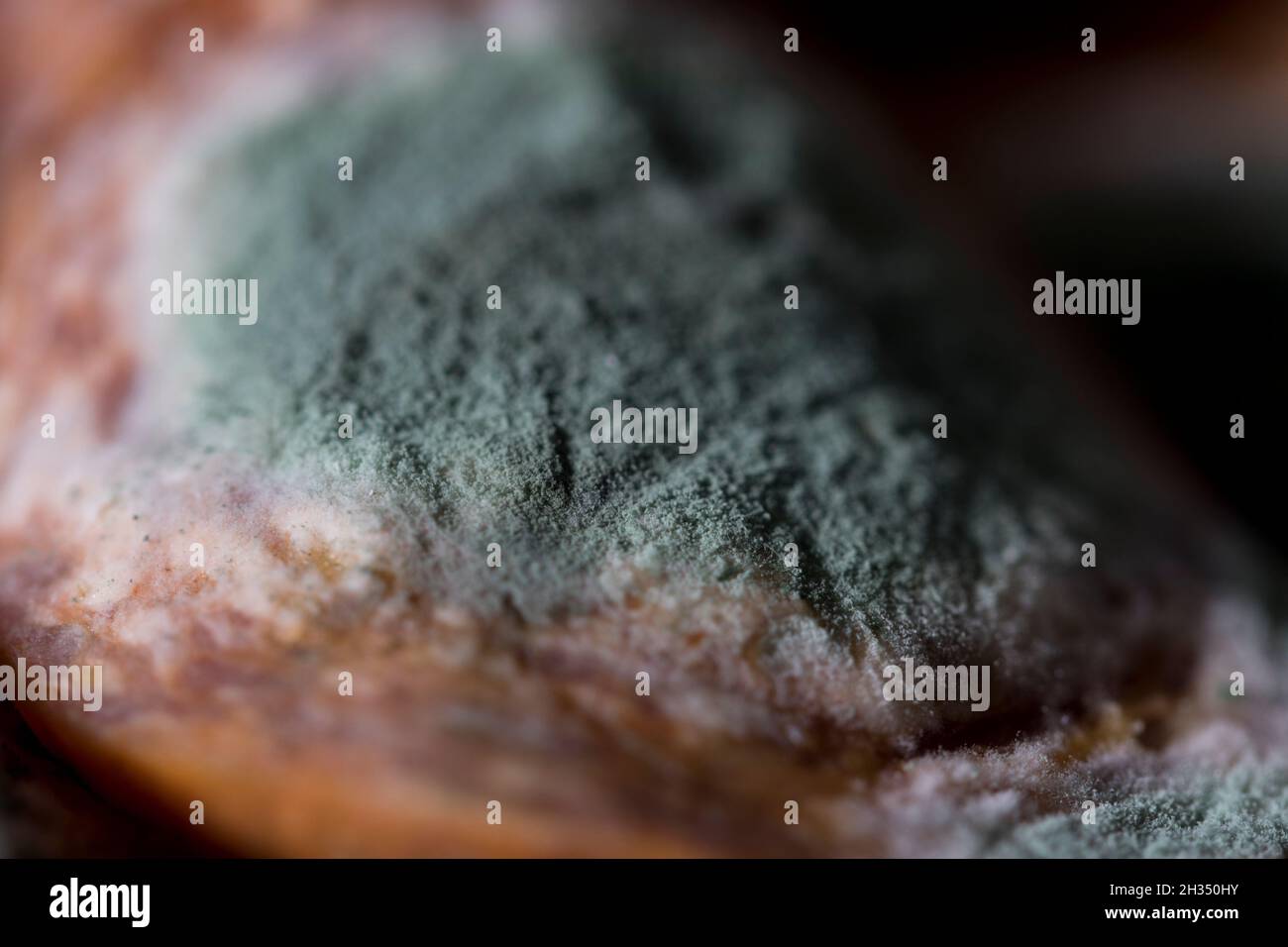 Rotten meat hi-res stock photography and images - Alamy