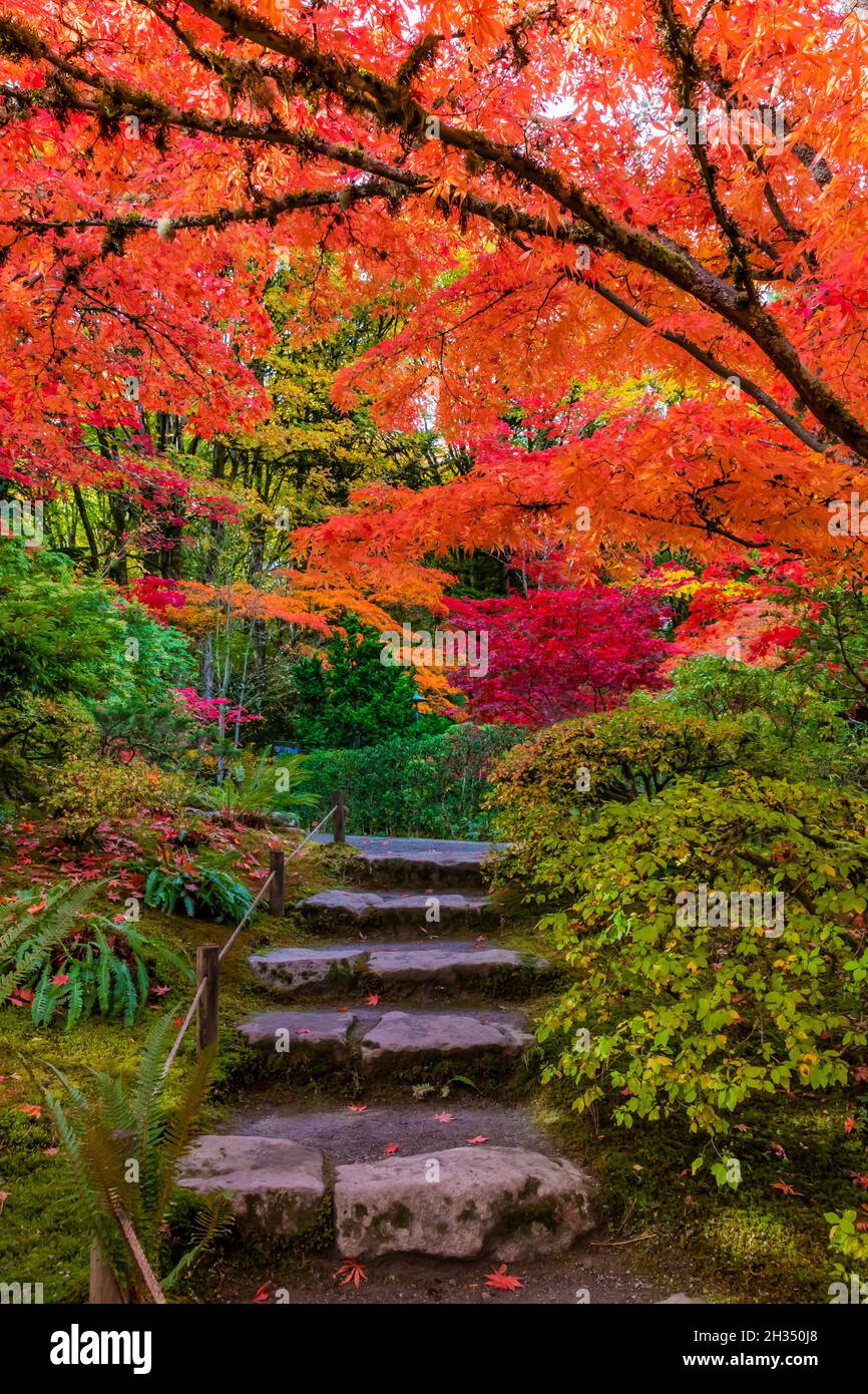 Japanese Maple, Acer palmatum, brilliant with autumn color in the ...