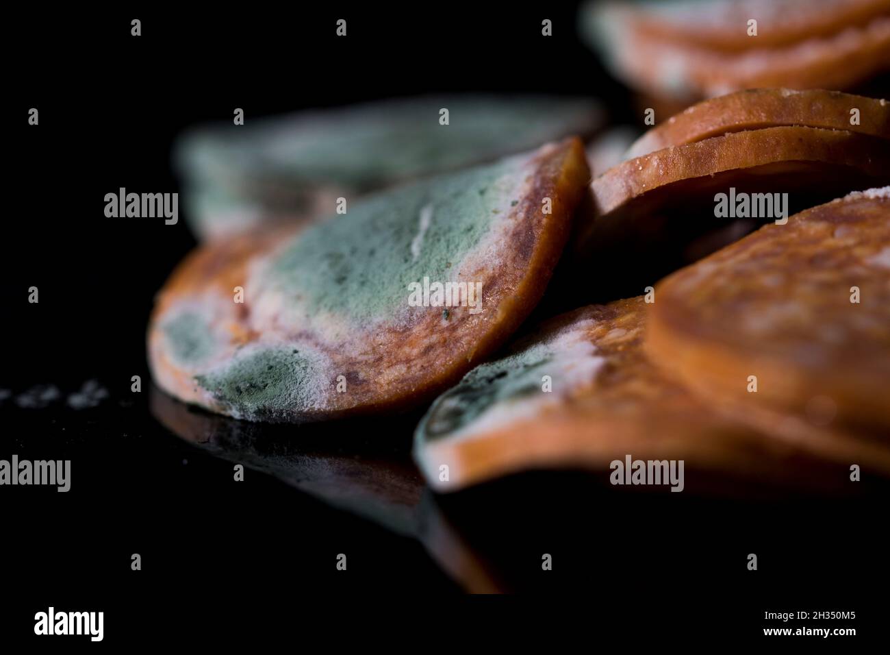 Mold on food close up rotten meat with green mold on it. Old past due ...