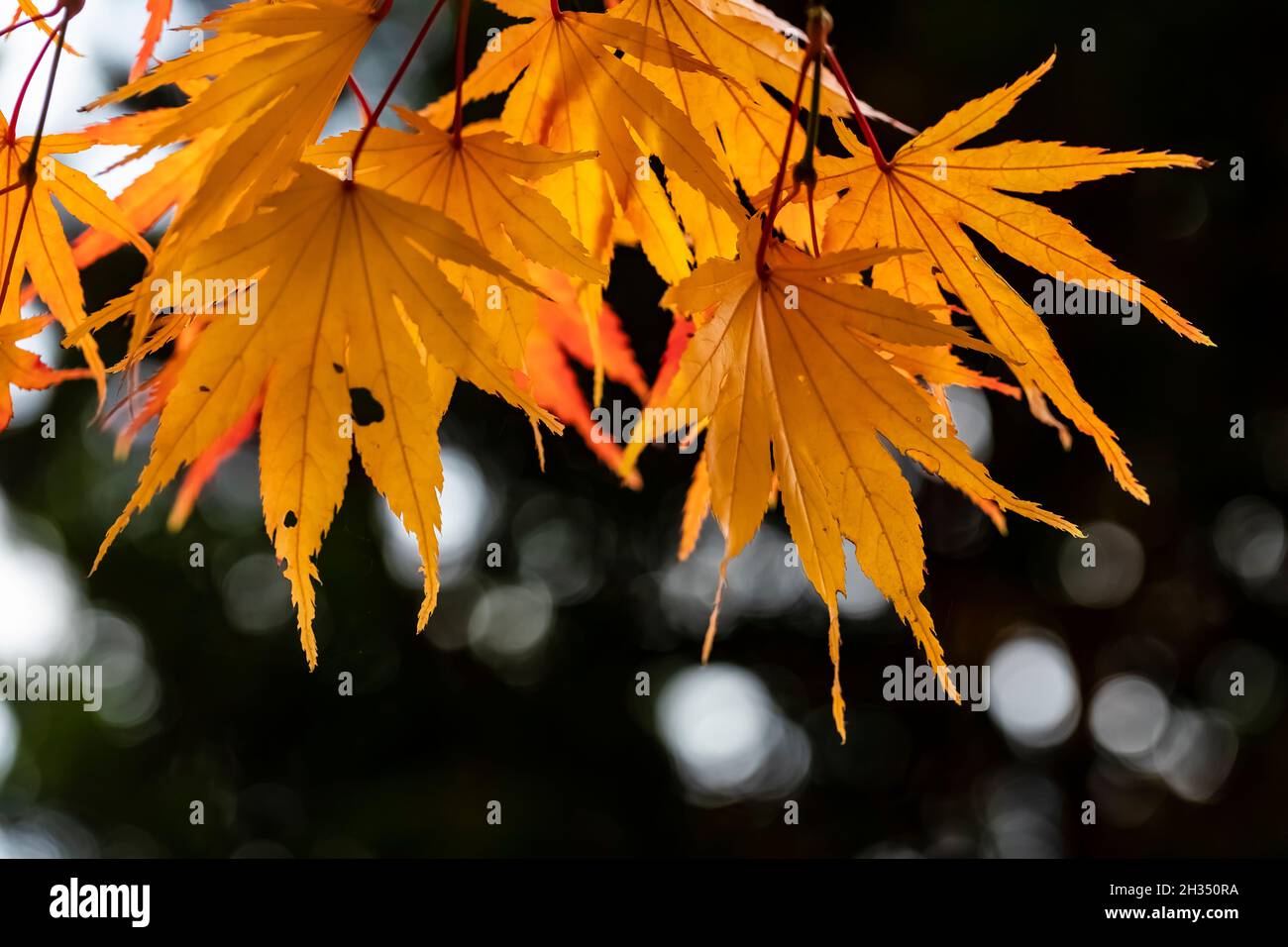 Japanese Maple, Acer palmatum, brilliant with autumn color in the ...