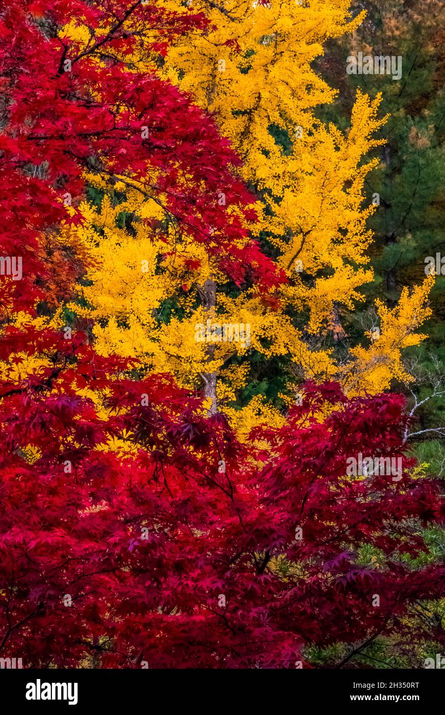 Japanese Maple, Acer palmatum, with Ginkgo brilliant with autumn color ...