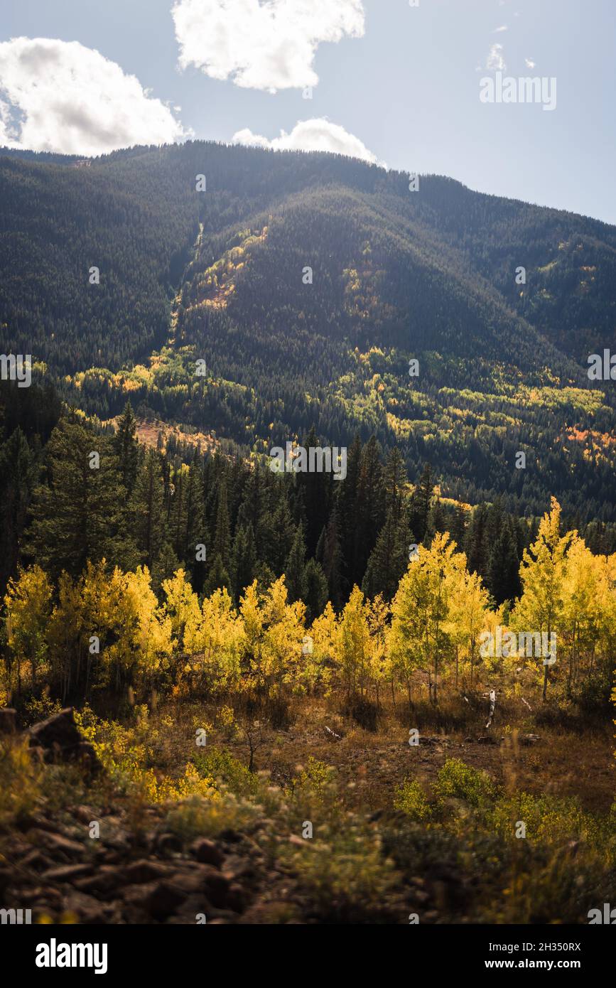 Fall foliage in West Vail, Colorado Stock Photo - Alamy