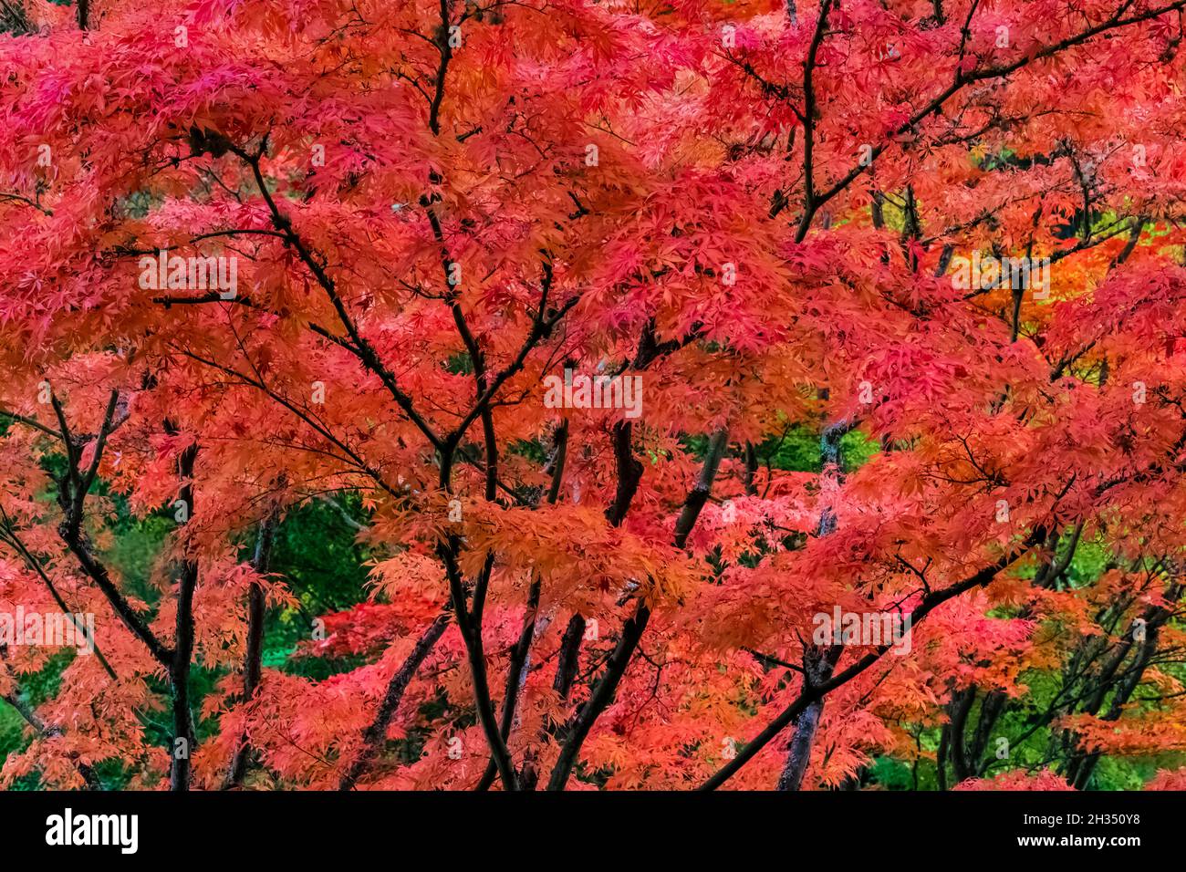 Japanese Maple, Acer palmatum, brilliant with autumn color in the ...