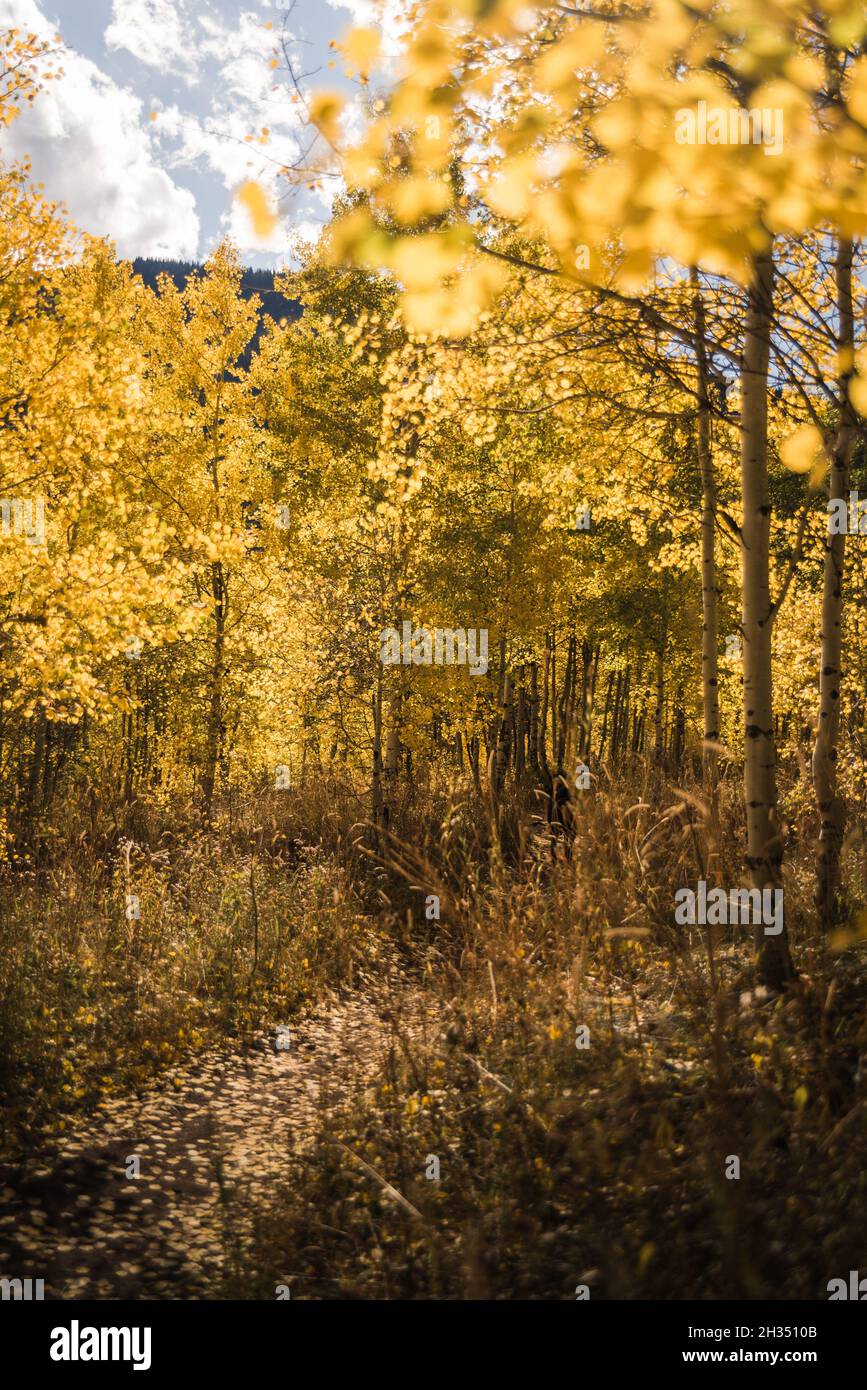 Fall foliage in West Vail, Colorado Stock Photo - Alamy