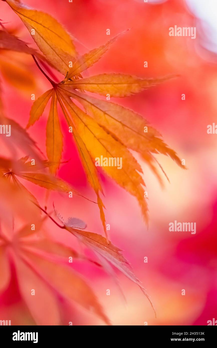 Japanese Maple, Acer palmatum, brilliant with autumn color in the ...