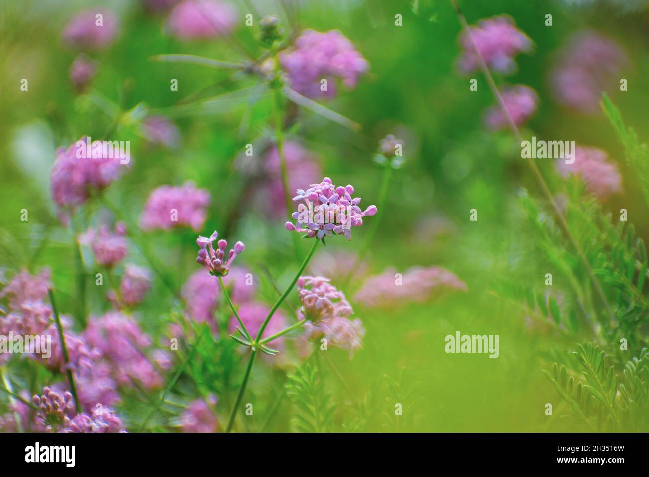 Algeria flower field hi-res stock photography and images - Alamy