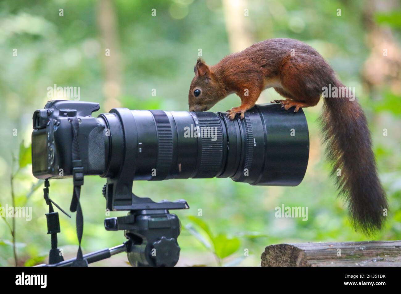 Closeup of an adorable squirrel on a professional camera in a forest ...