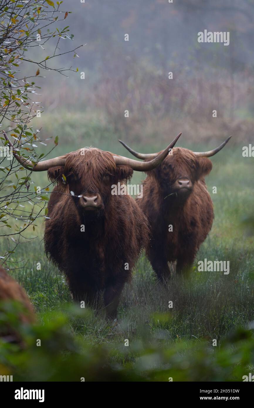 Vertical shot of two oxen in a meadow covered in greenery and fog in ...