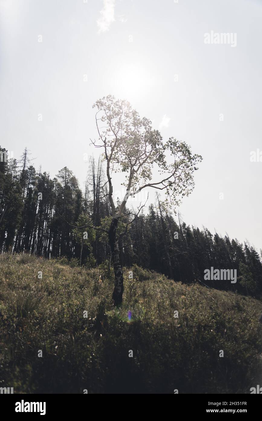 Landscapes stand alone trees hi-res stock photography and images - Alamy