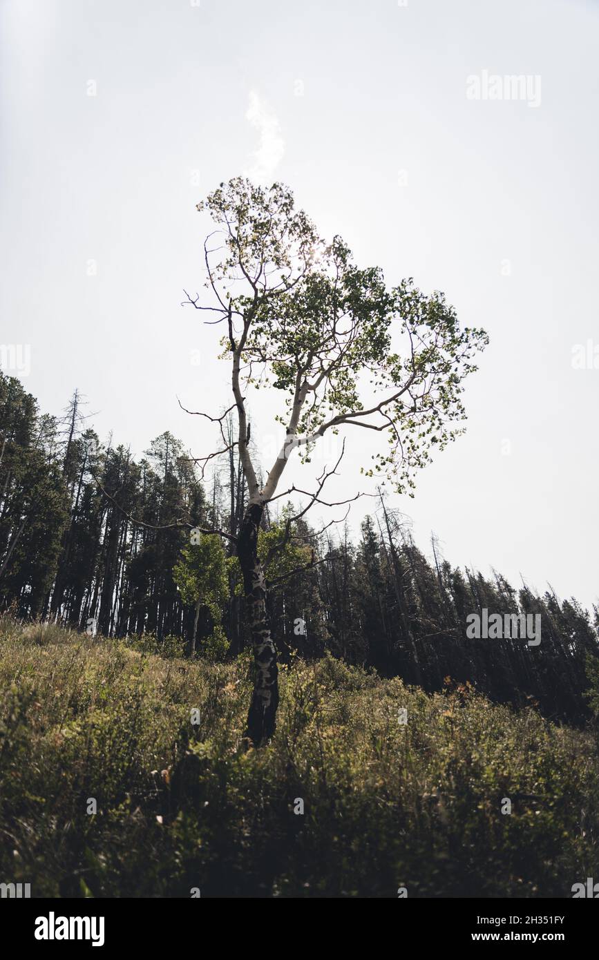 Stand alone trees hi-res stock photography and images - Alamy