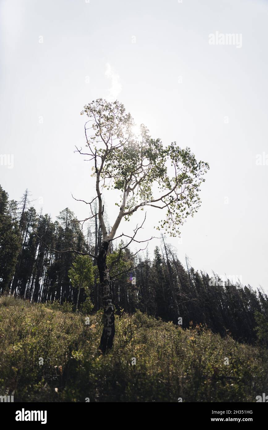 Landscapes stand alone trees hi-res stock photography and images - Alamy