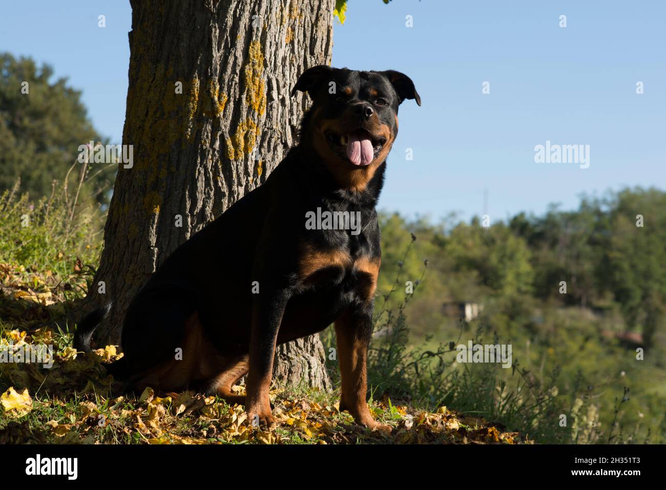 Purebred rottweiler hi-res stock photography and images - Alamy