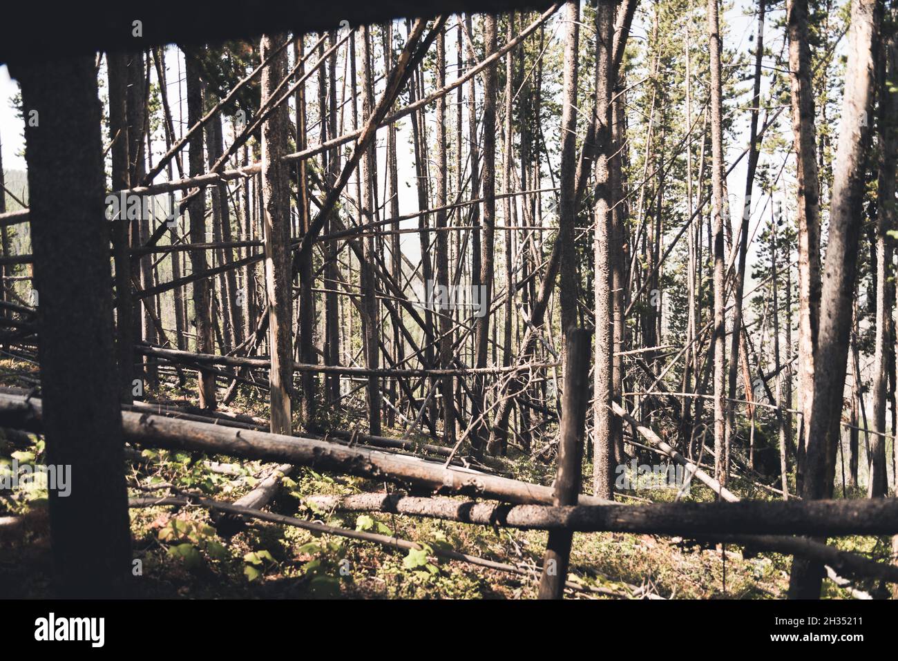 Dead log in a forest hi-res stock photography and images - Alamy