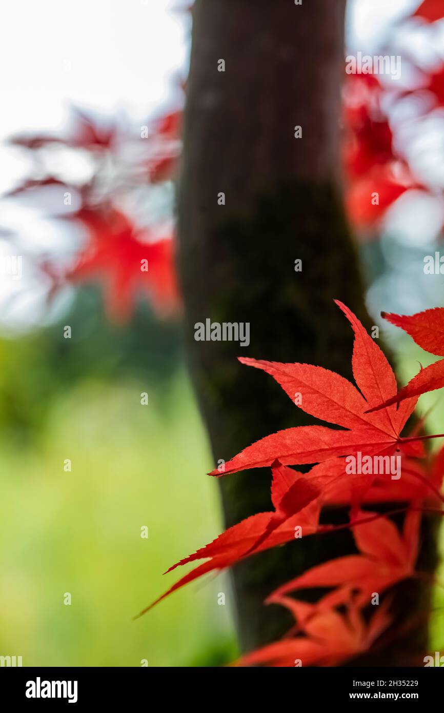 Japanese Maple, Acer palmatum, brilliant with autumn color in the ...