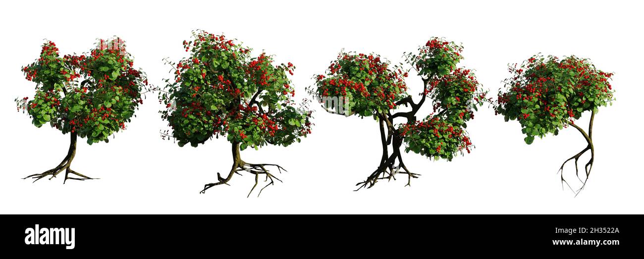 berry bushes with roots, set of small plants isolated on white ...