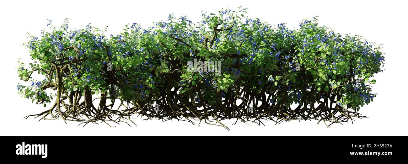 berry hedge with roots, bushes with blue fruits isolated on white ...