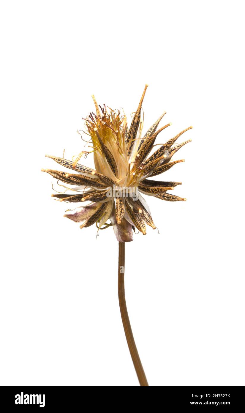 Pod of seeds of a cosmos (Cosmos bipinnatus) flower, native to the ...